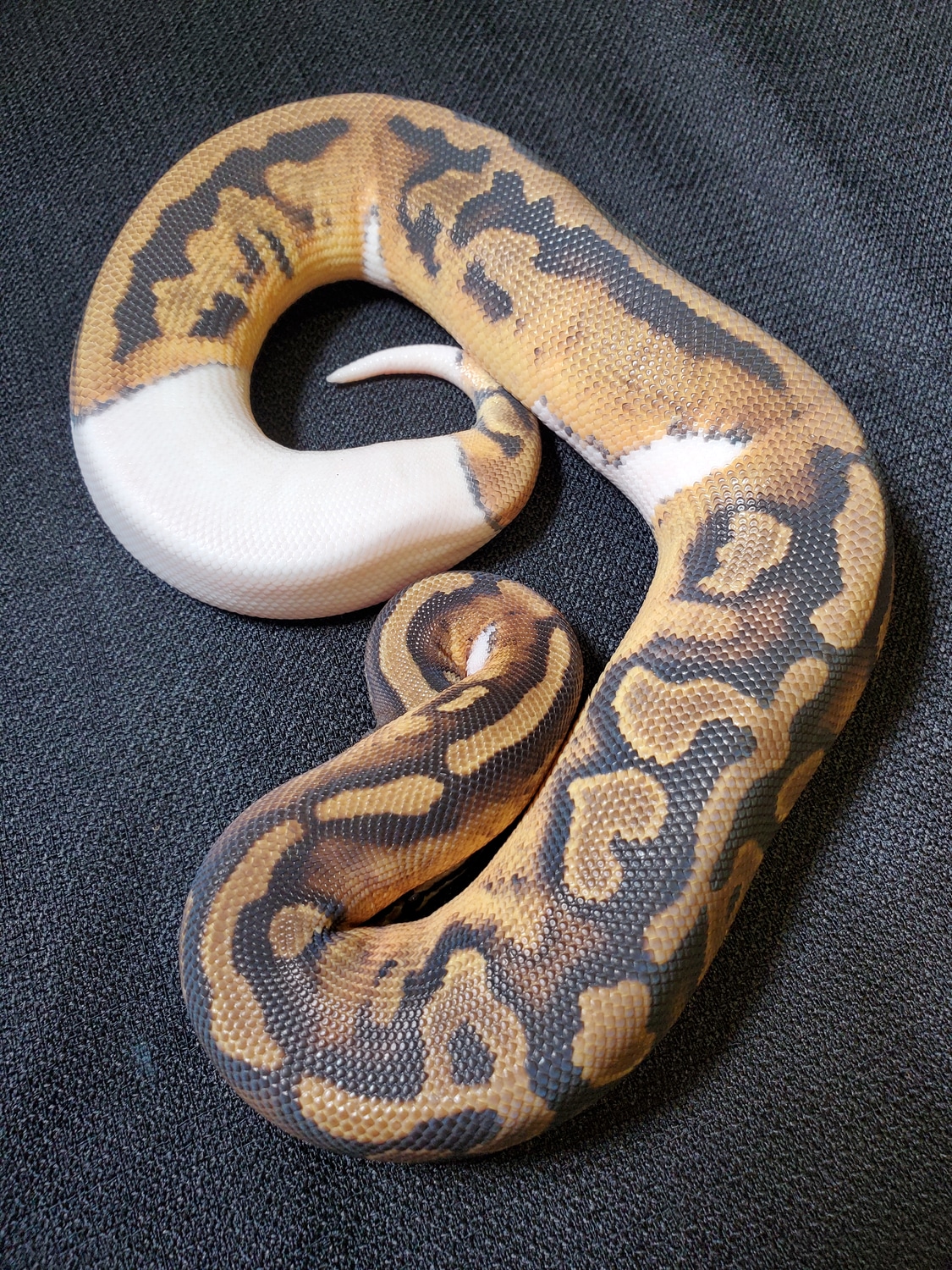 Piebald Het Lavender Albino Ball Python by Tom Harbin Reptiles ...