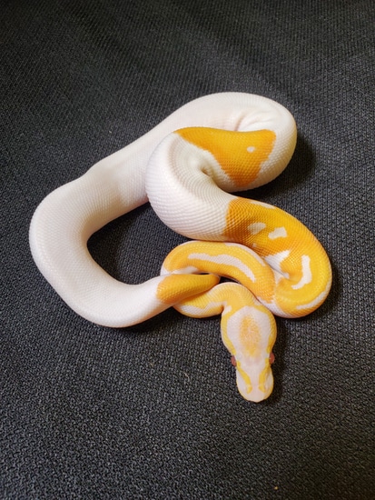 Dreamsicle Ball Python by Tom Harbin Reptiles