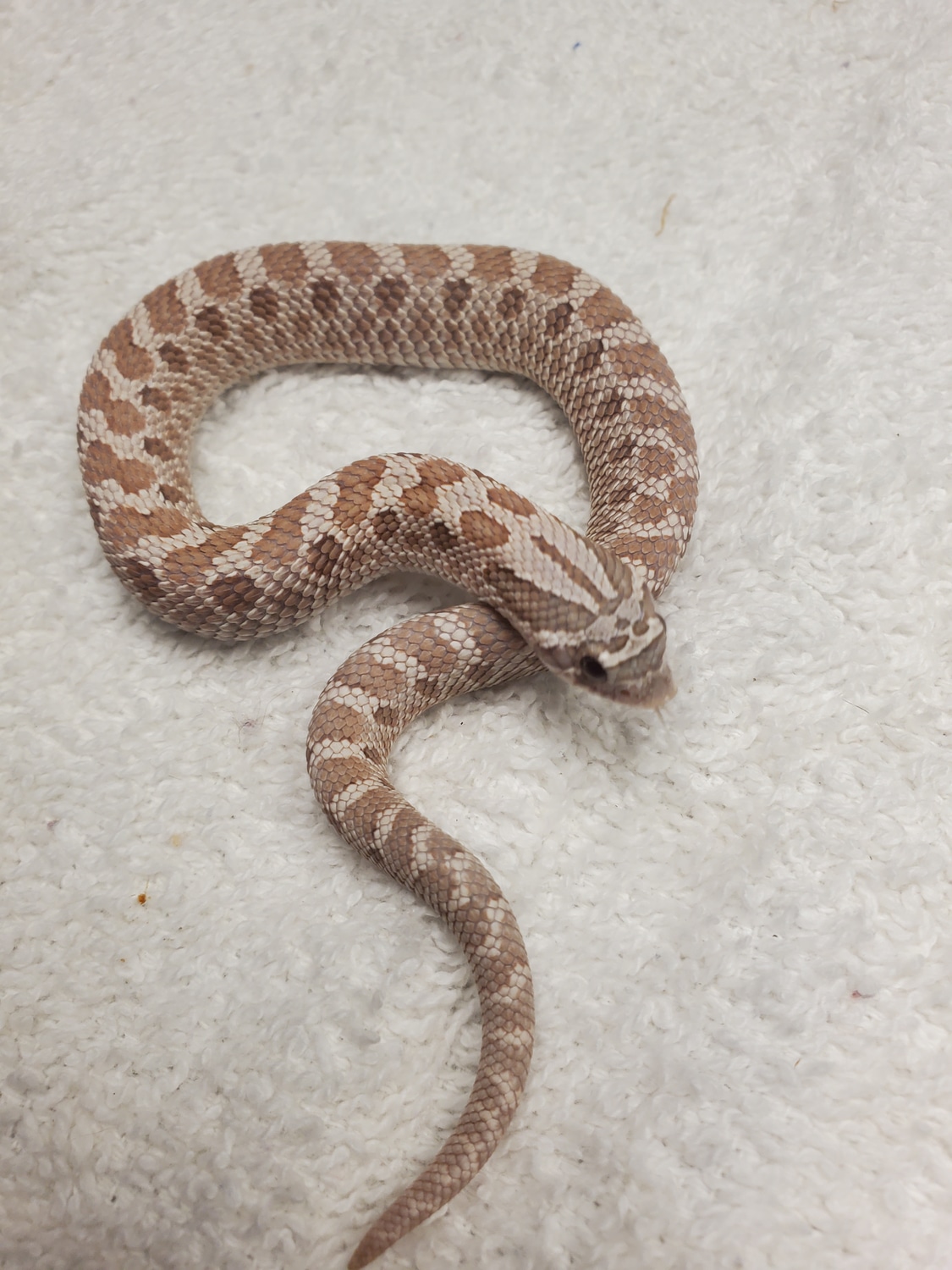 Lavender Western Hognose by Tom Harbin Reptiles - MorphMarket