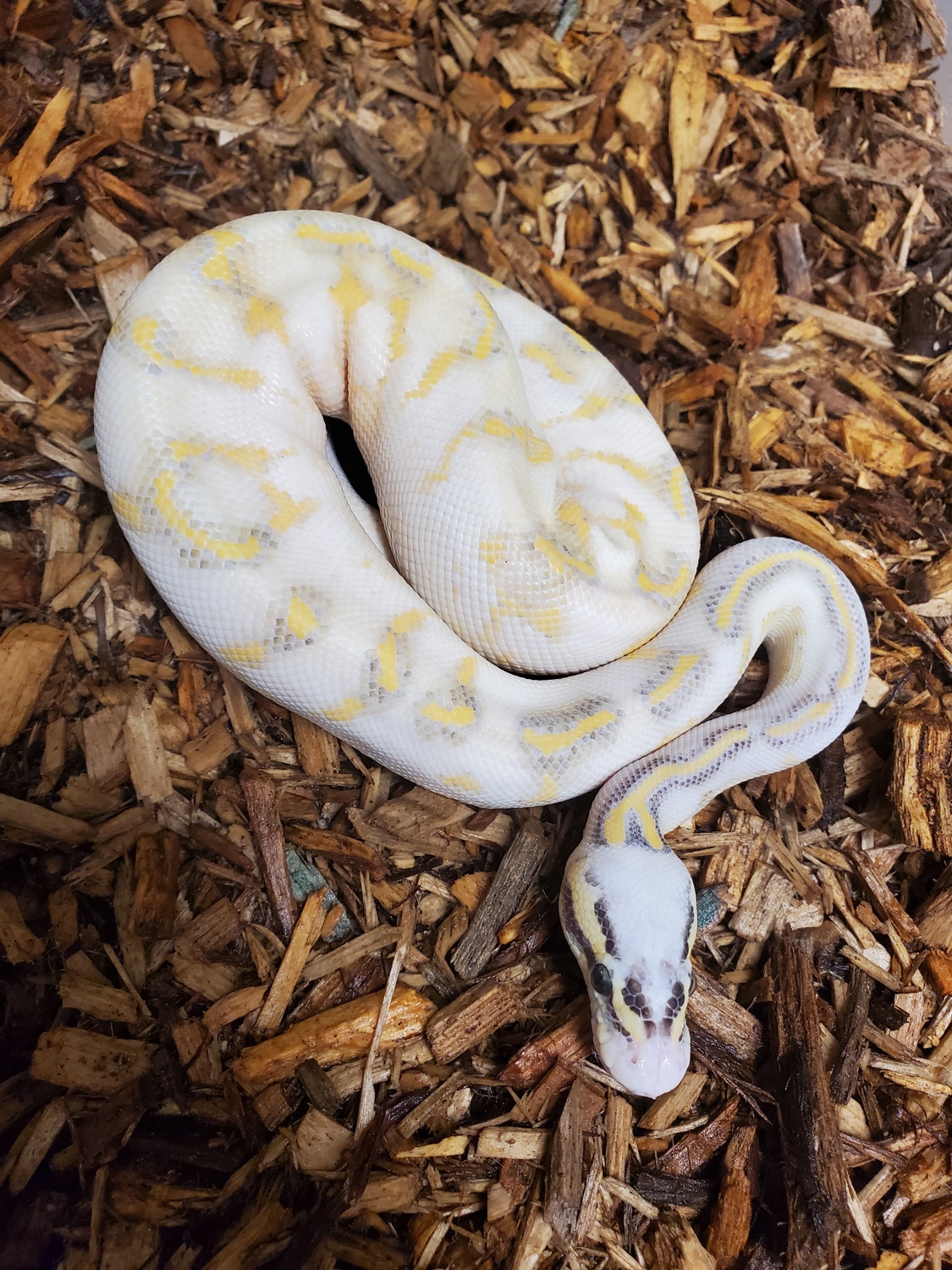 Super Pastel Highway Ball Python by Tom Harbin Reptiles - MorphMarket