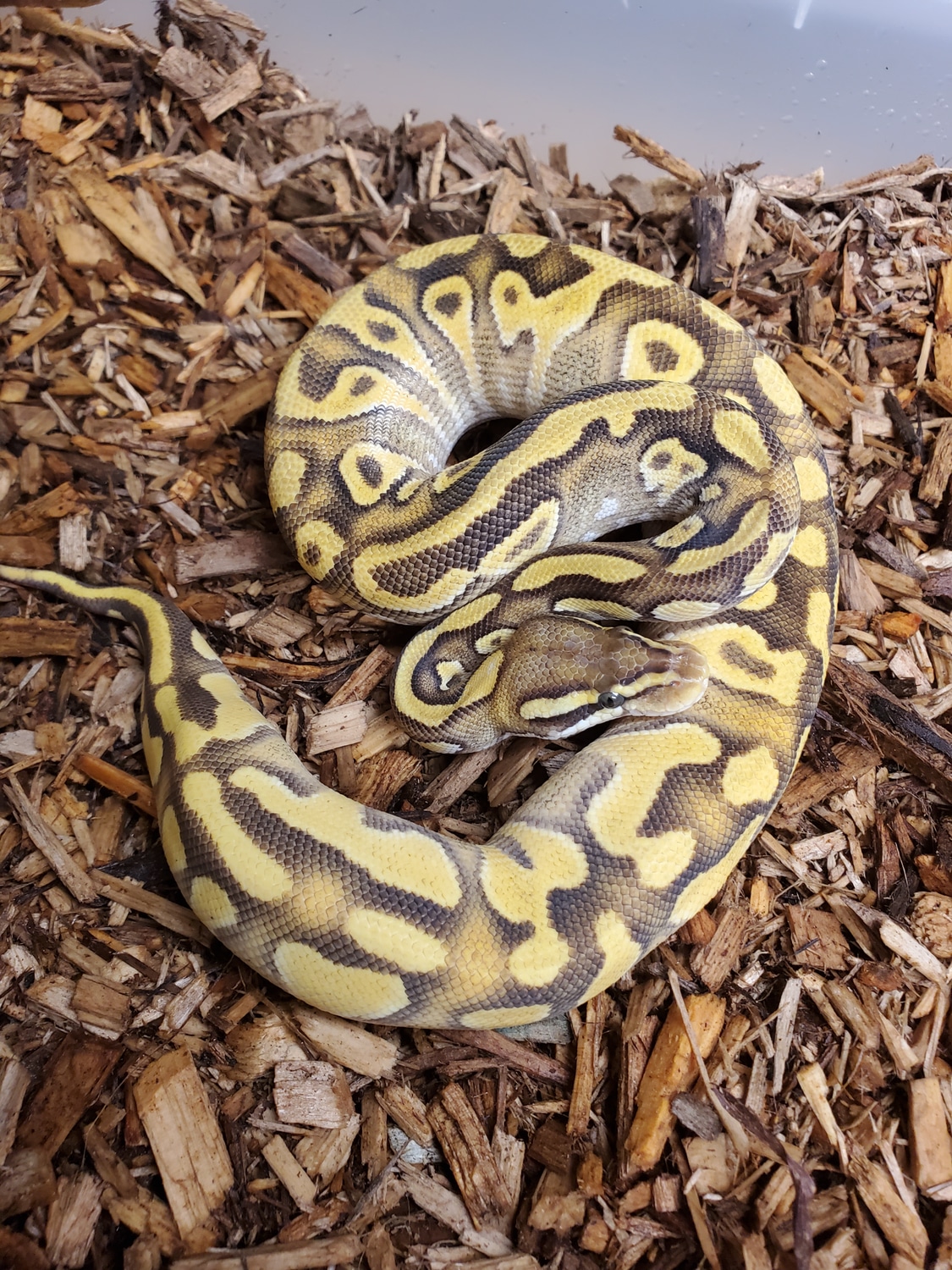 Pastel Mojave Yellowbelly Ball Python by Tom Harbin Reptiles - MorphMarket