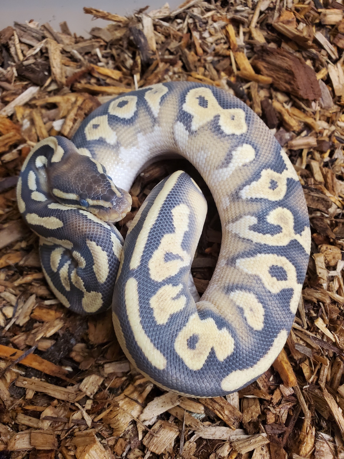 Pastel Yellowbelly Mojave Ball Python by Tom Harbin Reptiles - MorphMarket