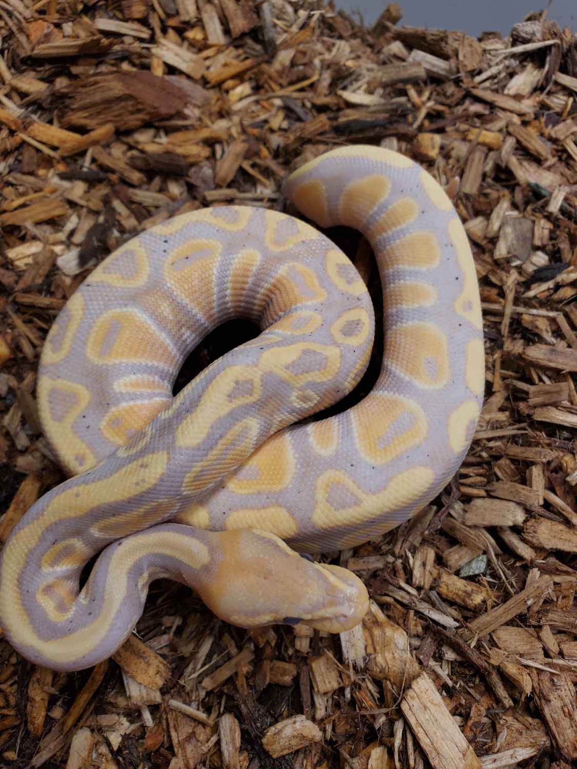 Banana Cypress Orange Dream Ball Python by Tom Harbin Reptiles - MorphMarket