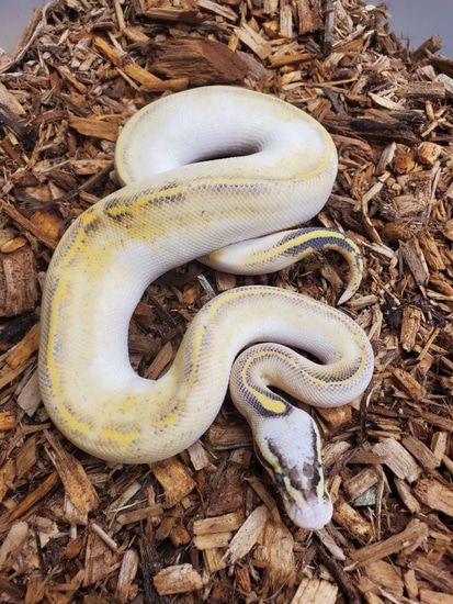 Pastel Highway Ball Python by Tom Harbin Reptiles