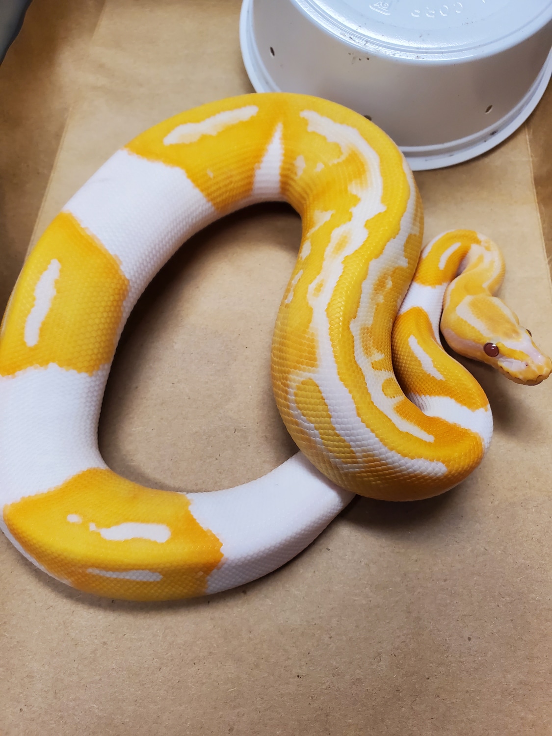 Dreamsicle Ball Python by Tom Harbin Reptiles - MorphMarket