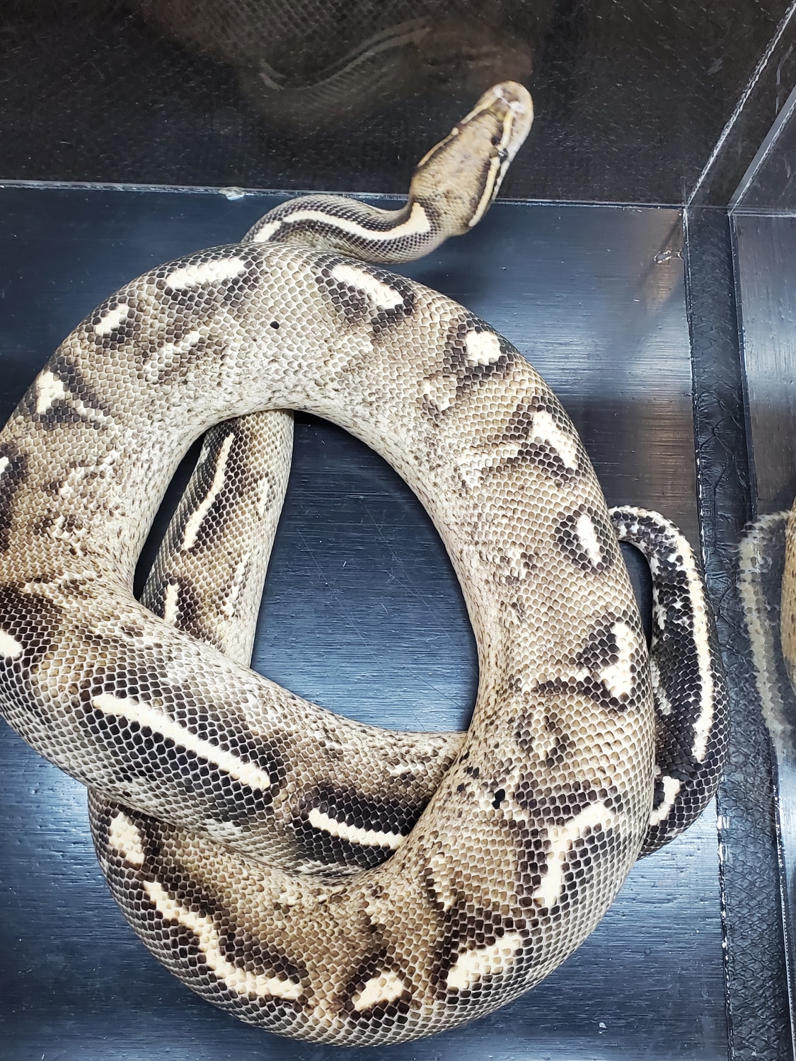 Super Gravel Ball Python by Tom Harbin Reptiles - MorphMarket