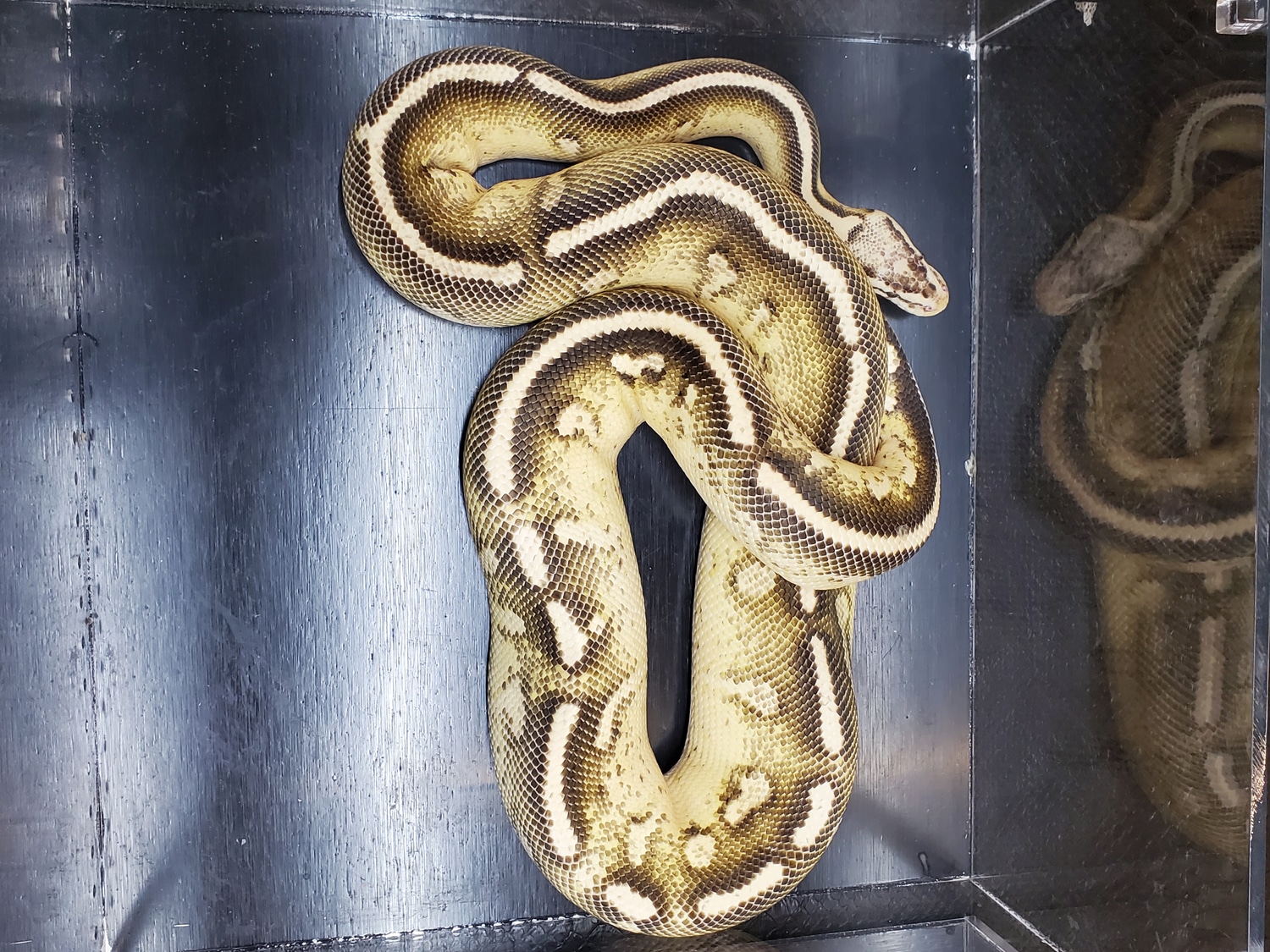 Pastel Super Gravel Ball Python by Tom Harbin Reptiles - MorphMarket