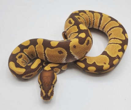 Tom Harbin Reptiles - MorphMarket