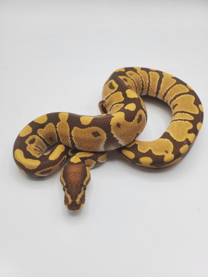 Monarch RTB (Free Shipping) Ball Python by Tom Harbin Reptiles