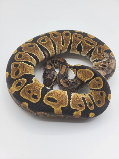 Het Monarch Ball Python by Tom Harbin Reptiles