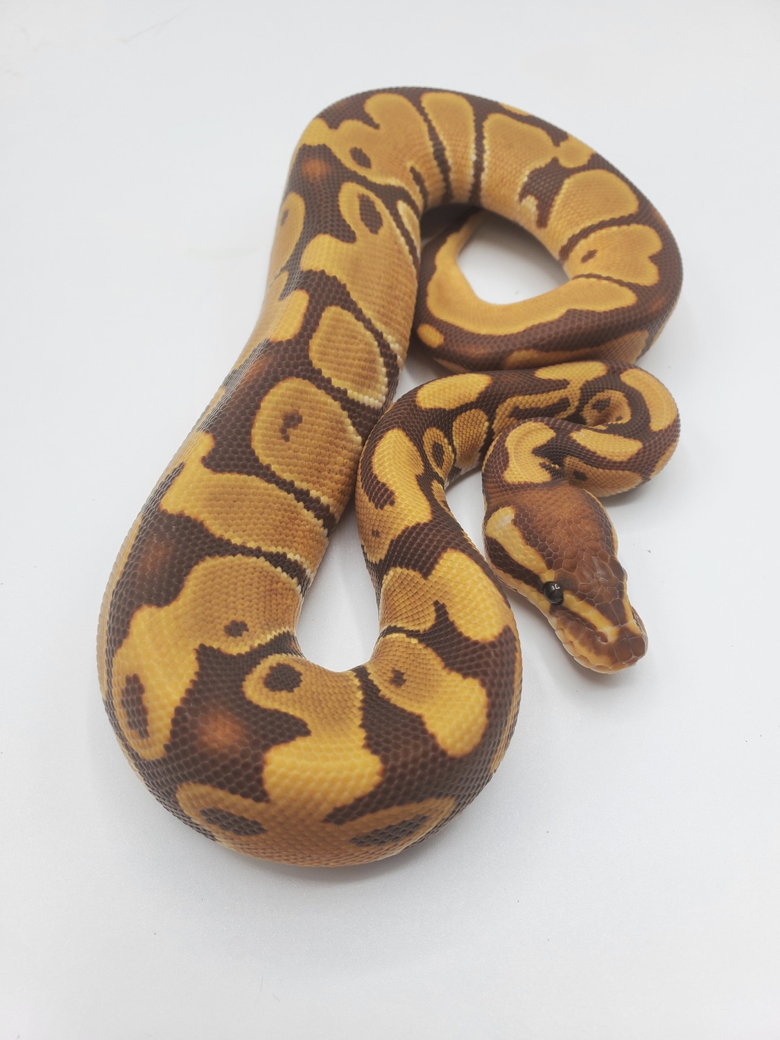 Monarch (FREE SHIPPING) Ball Python by Tom Harbin Reptiles - MorphMarket