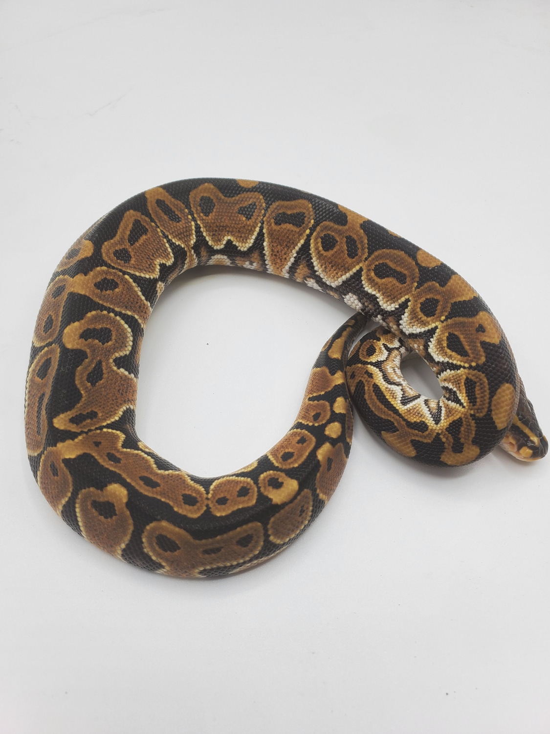 Special 66% Het Monsoon Ball Python by Tom Harbin Reptiles - MorphMarket