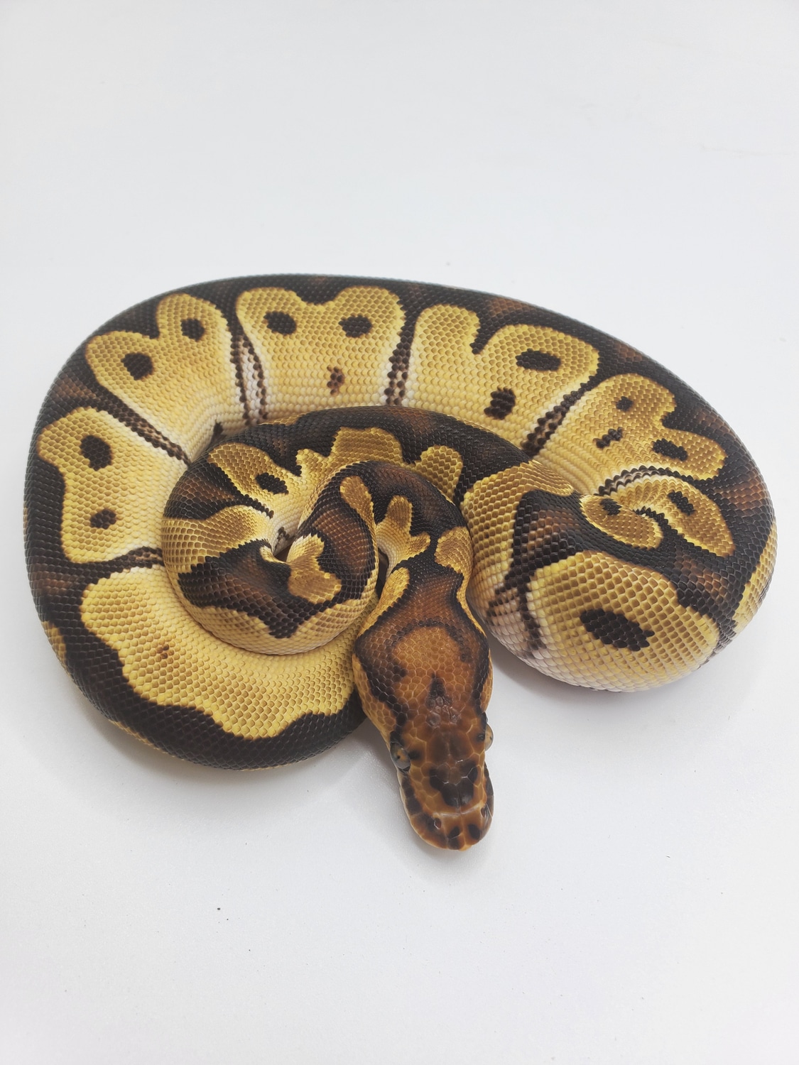 Orange Dream Het Desert Ghost Clown Ball Python by Tom Harbin Reptiles ...
