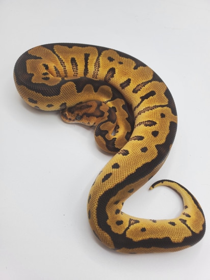 Blade Clown Redstripe Yellowbelly Ball Python by Tom Harbin Reptiles