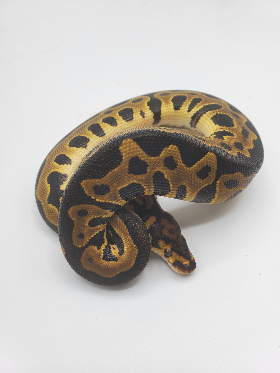 Leopard Crypton (FREE SHIPPING) Ball Python by Tom Harbin Reptiles ...
