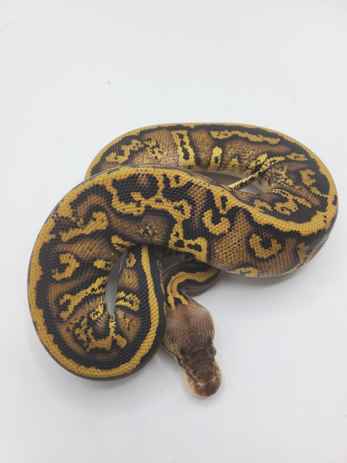 Pastel Leopard Stranger Het Clown Ball Python by Tom Harbin Reptiles ...