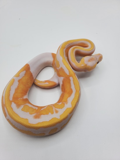 Dreamsicle (FREE SHIPPING) Ball Python by Tom Harbin Reptiles