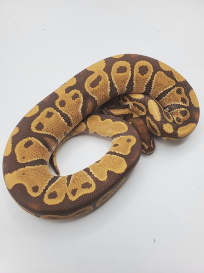 Monarch (FREE SHIPPING) Ball Python by Tom Harbin Reptiles