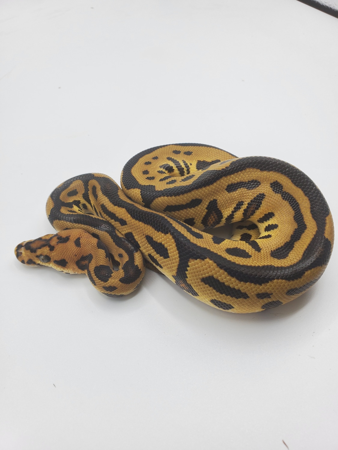 Enchi Batman Clown Ball Python by Tom Harbin Reptiles - MorphMarket