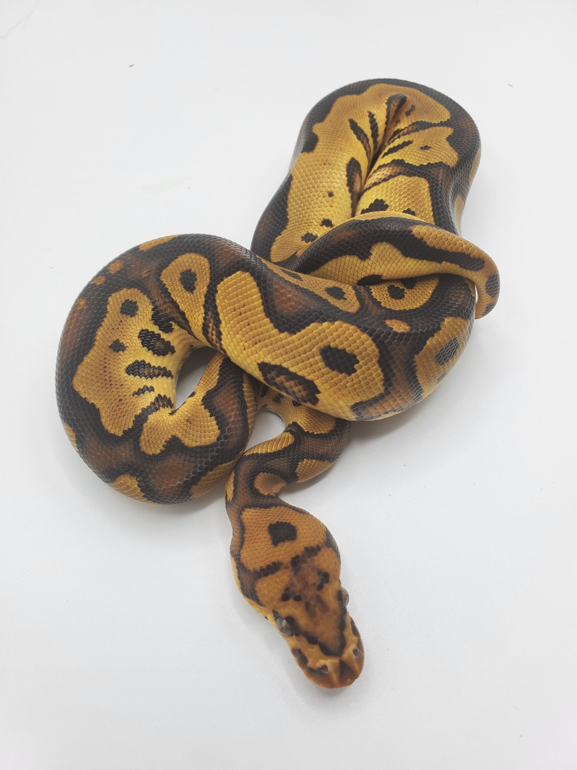 Enchi Leopard Clown Ball Python by Tom Harbin Reptiles - MorphMarket