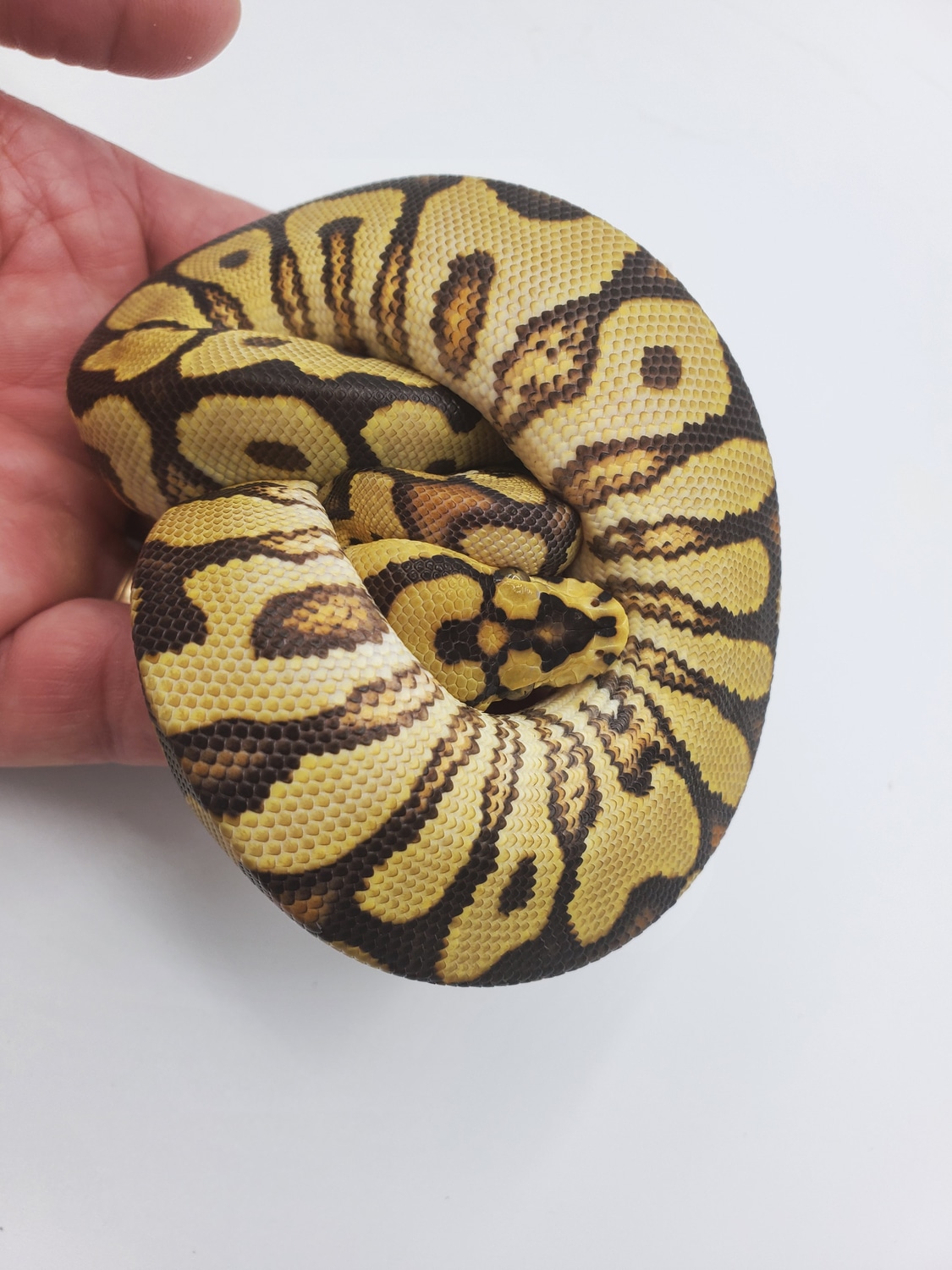 Spotnose Enchi Clown Ball Python by Tom Harbin Reptiles - MorphMarket
