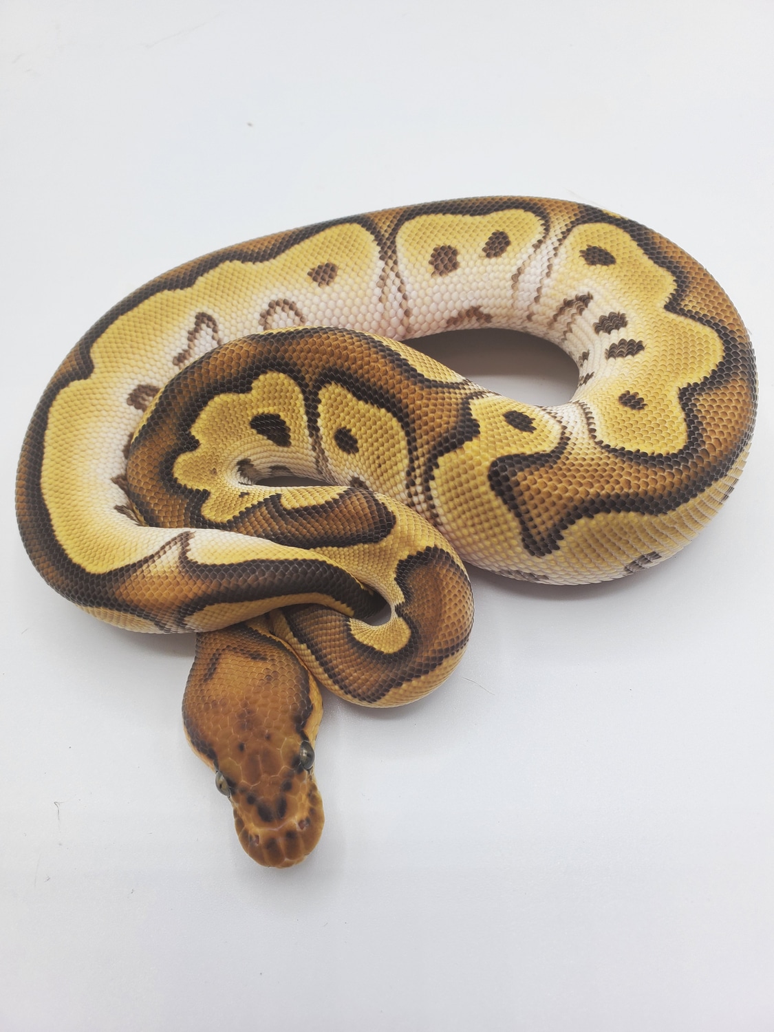 Mojave Orange Dream Clown Ball Python by Tom Harbin Reptiles - MorphMarket