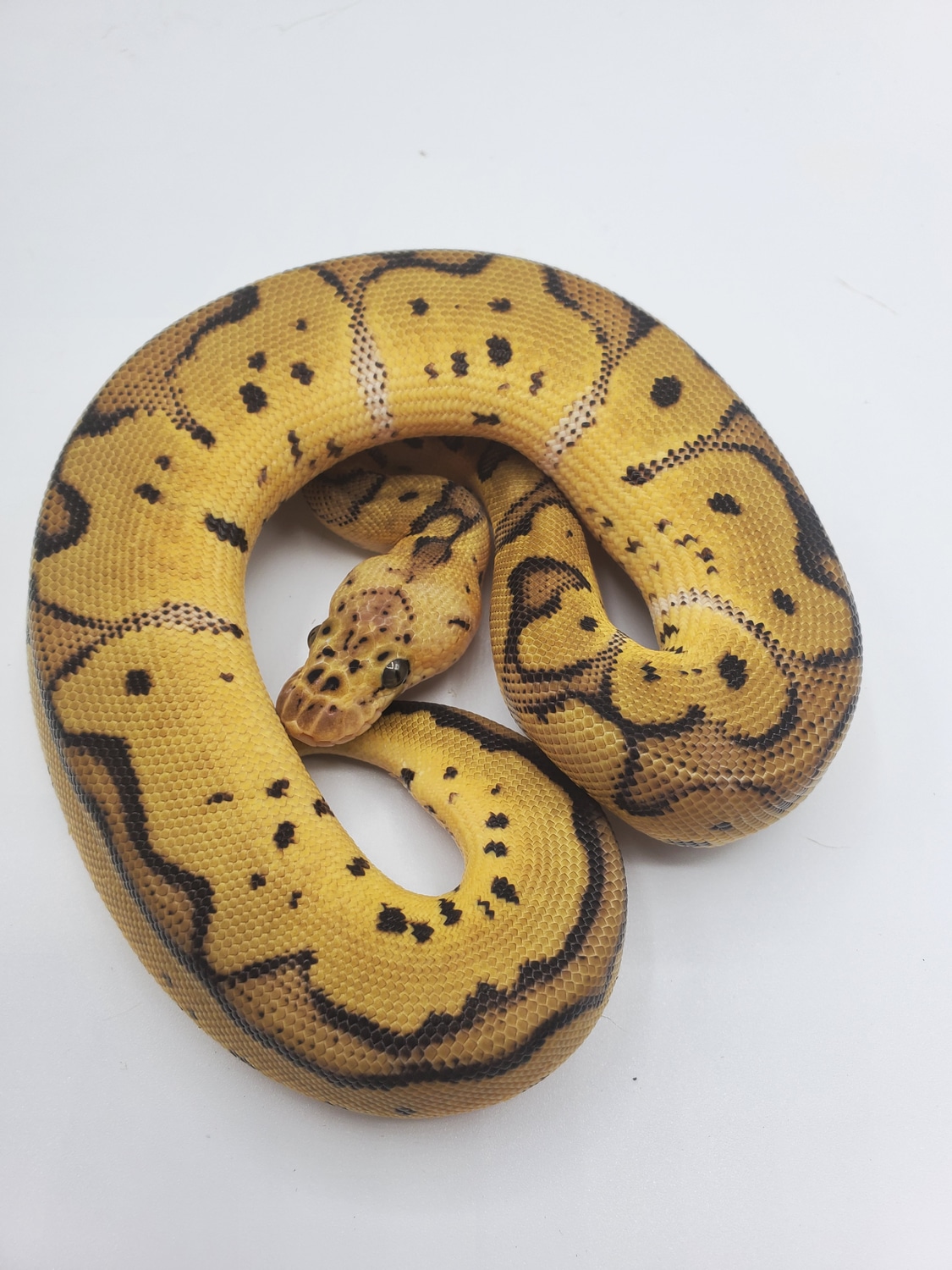 Pastel Clown Ball Python by Tom Harbin Reptiles - MorphMarket