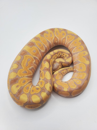 Banana Pastel Special 50% Het Monsoon Ball Python by Tom Harbin Reptiles