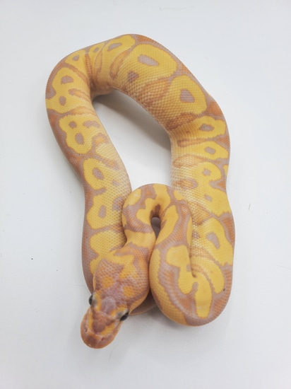 Spotnose Banana Orange Dream Clown Ball Python by Tom Harbin Reptiles