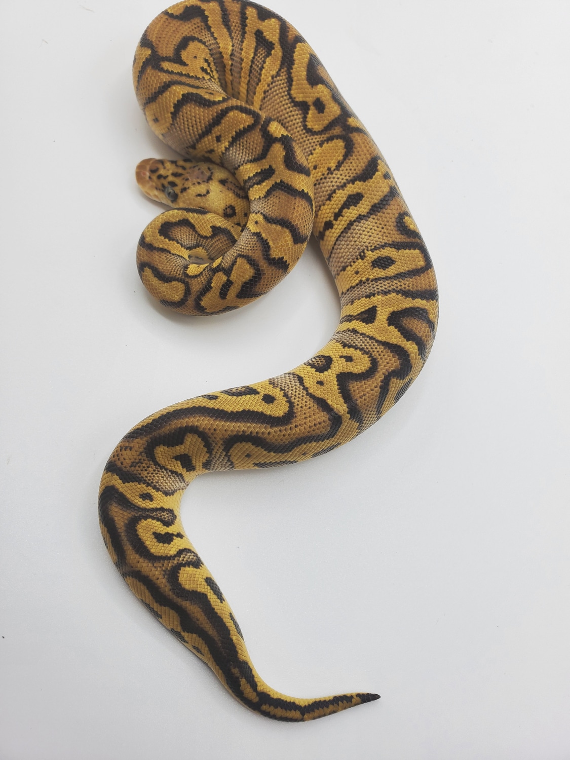 Pastel Stranger Enchi Clown Ball Python by Tom Harbin Reptiles ...