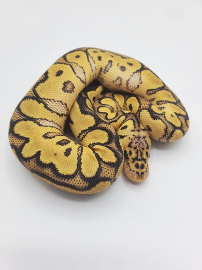 Pastel Yellowbelly Clown Ball Python by Tom Harbin Reptiles