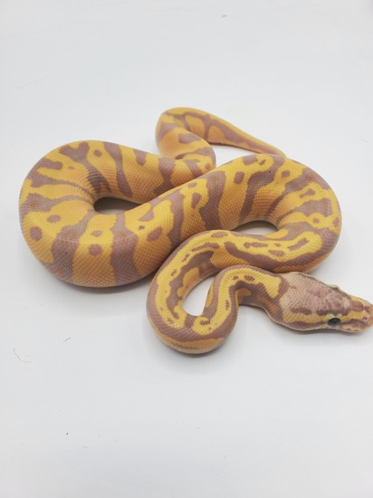 Banana Pastel Acid FM Ball Python by Tom Harbin Reptiles