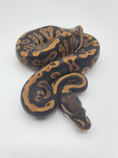 Black Pastel Acid (FREE SHIPPING) Ball Python by Tom Harbin Reptiles