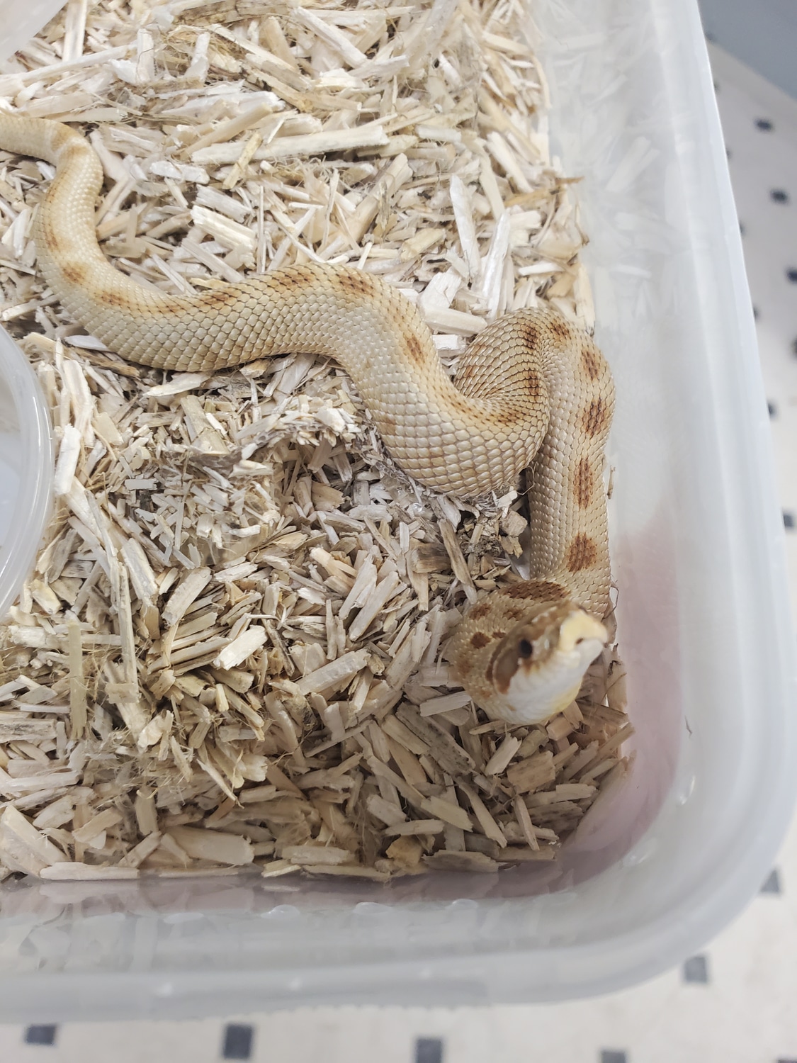 Conda Het Lavender Western Hognose by Tom Harbin Reptiles - MorphMarket