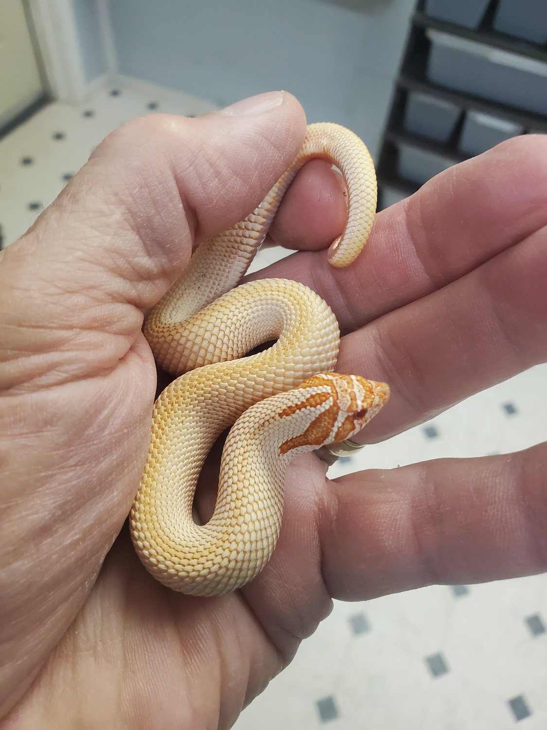 Superconda Albino Het Snow Western Hognose by Tom Harbin Reptiles ...