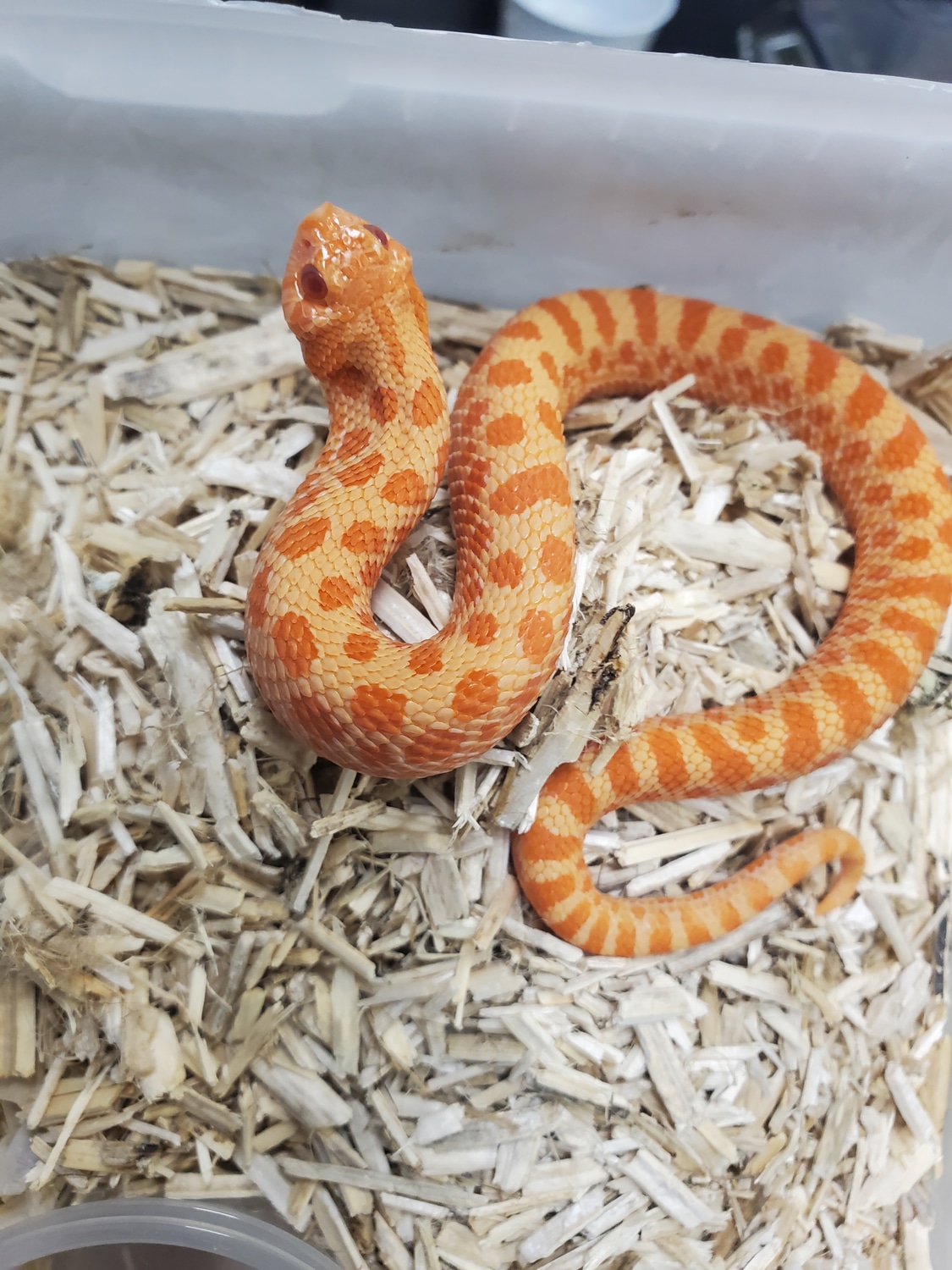 Sunburst Western Hognose by Tom Harbin Reptiles - MorphMarket