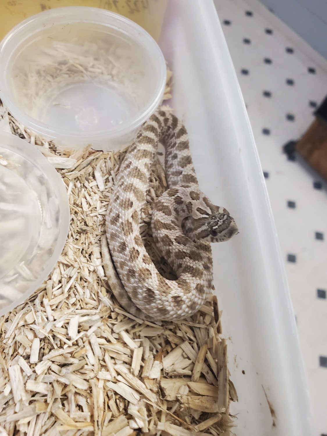 Arctic Western Hognose by Tom Harbin Reptiles - MorphMarket