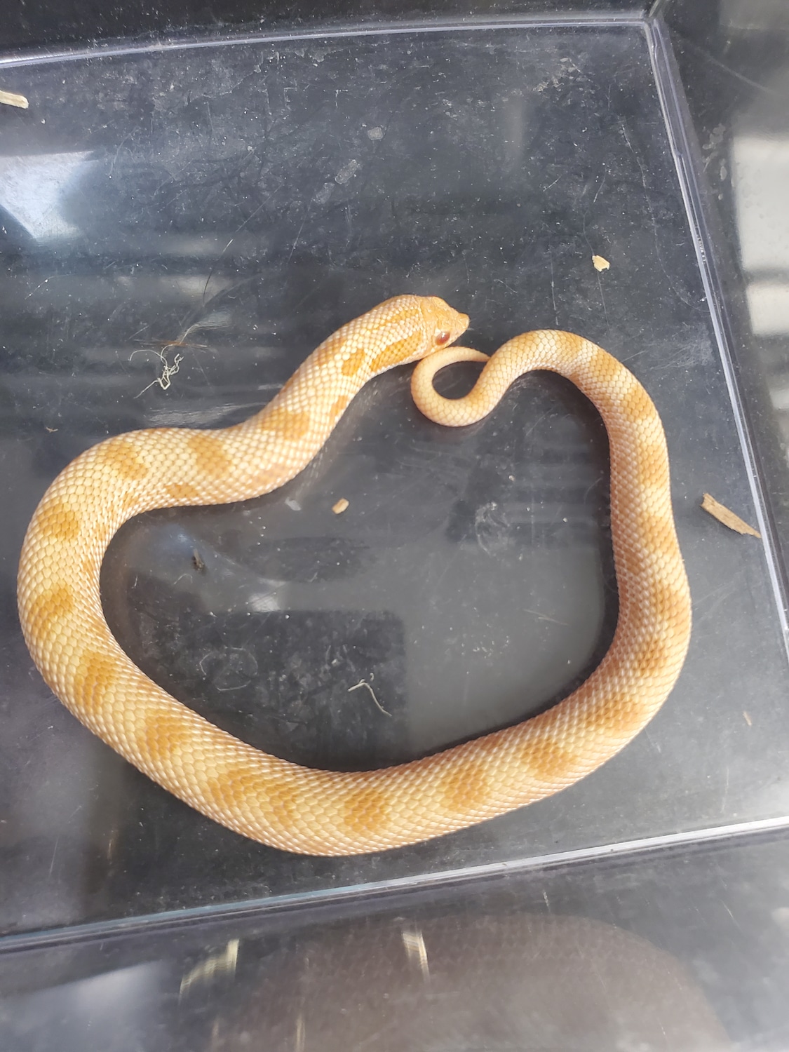 Albino Conda Het Sable Western Hognose by Tom Harbin Reptiles - MorphMarket