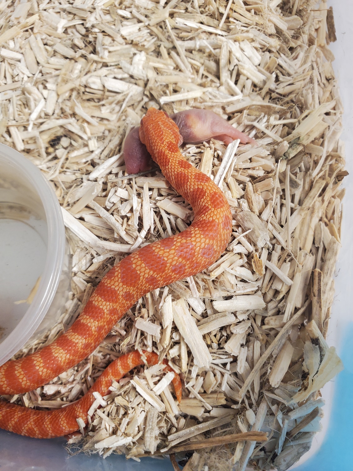 Sunburst Western Hognose by Tom Harbin Reptiles - MorphMarket