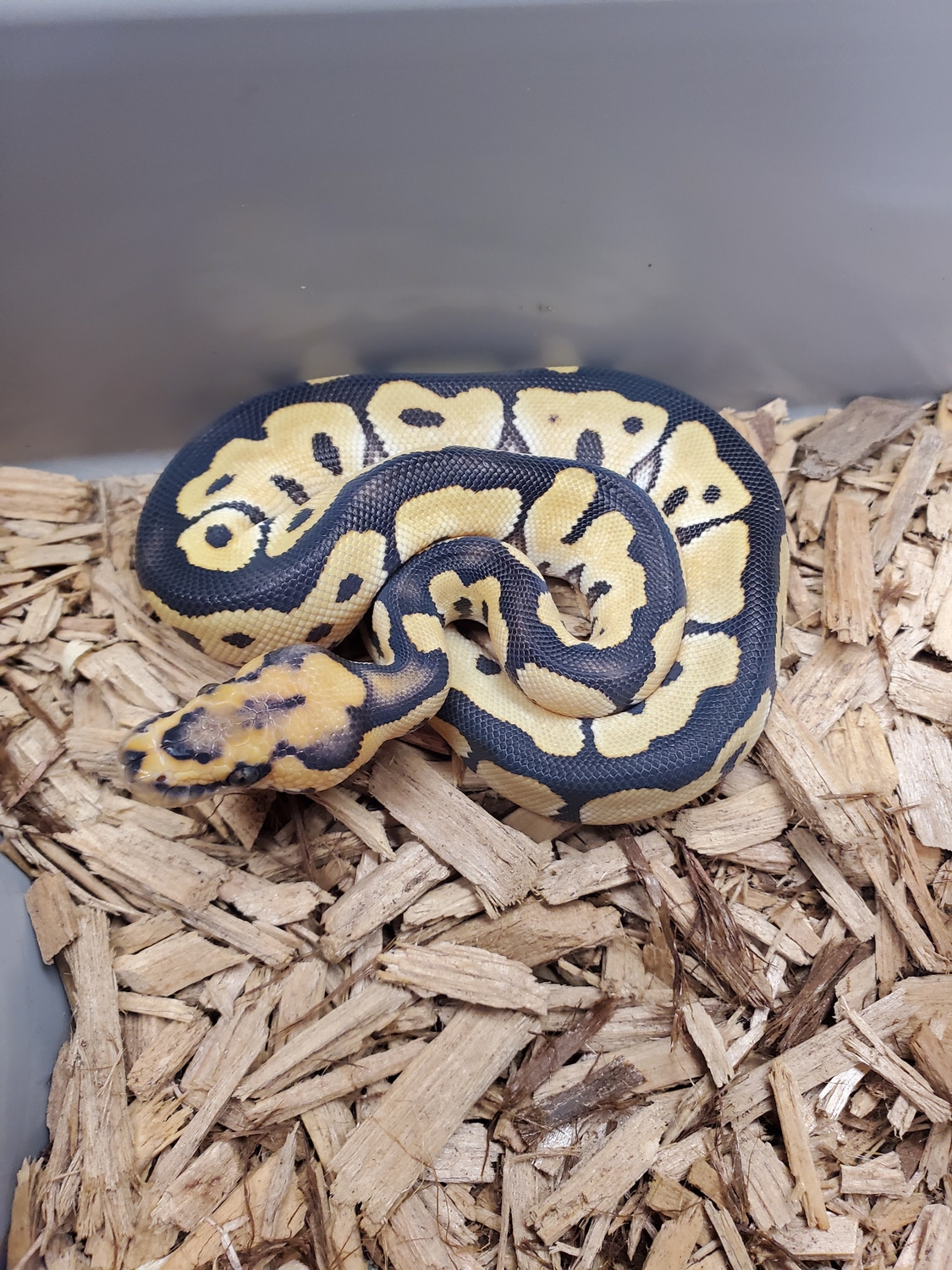 Desert Ghost Clown Ball Python by Tom Harbin Reptiles - MorphMarket