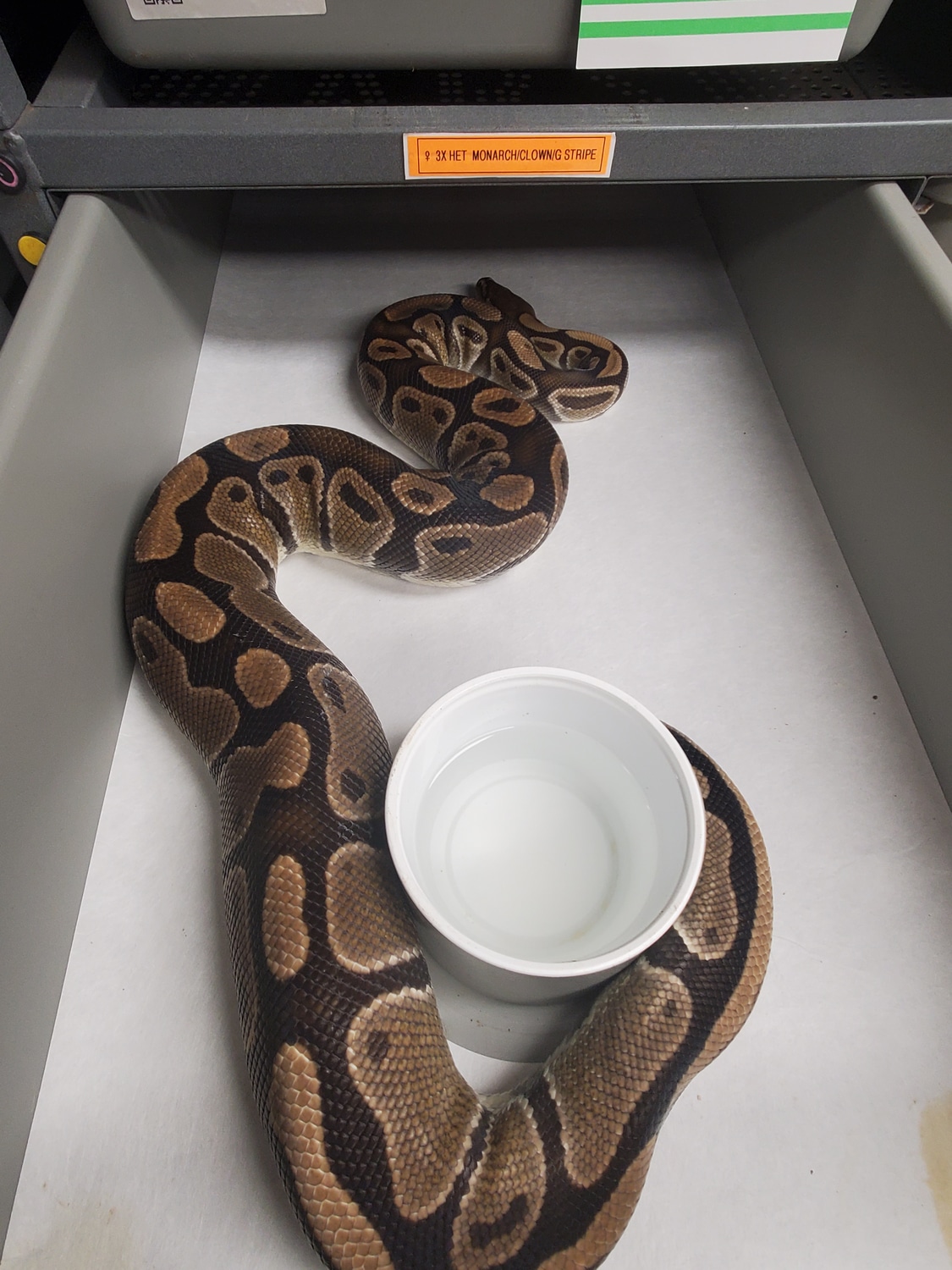 TH Monarch GS Clown Ball Python by Tom Harbin Reptiles - MorphMarket