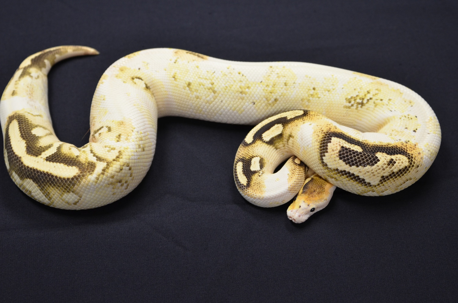 OD Ivory Paradox Ball Python by Tom Harbin Reptiles - MorphMarket
