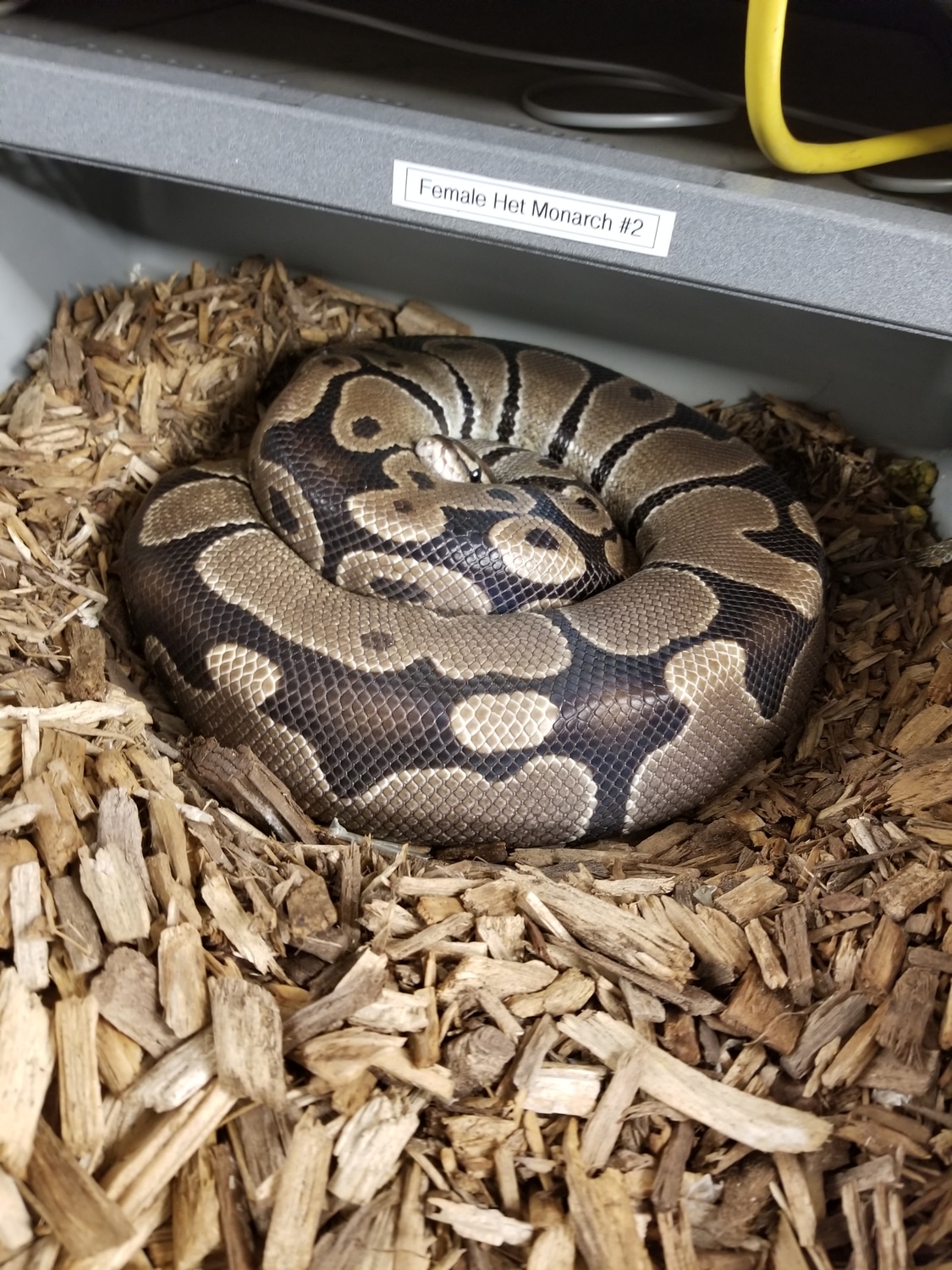 Monarch Het #2 Ball Python by Tom Harbin Reptiles - MorphMarket