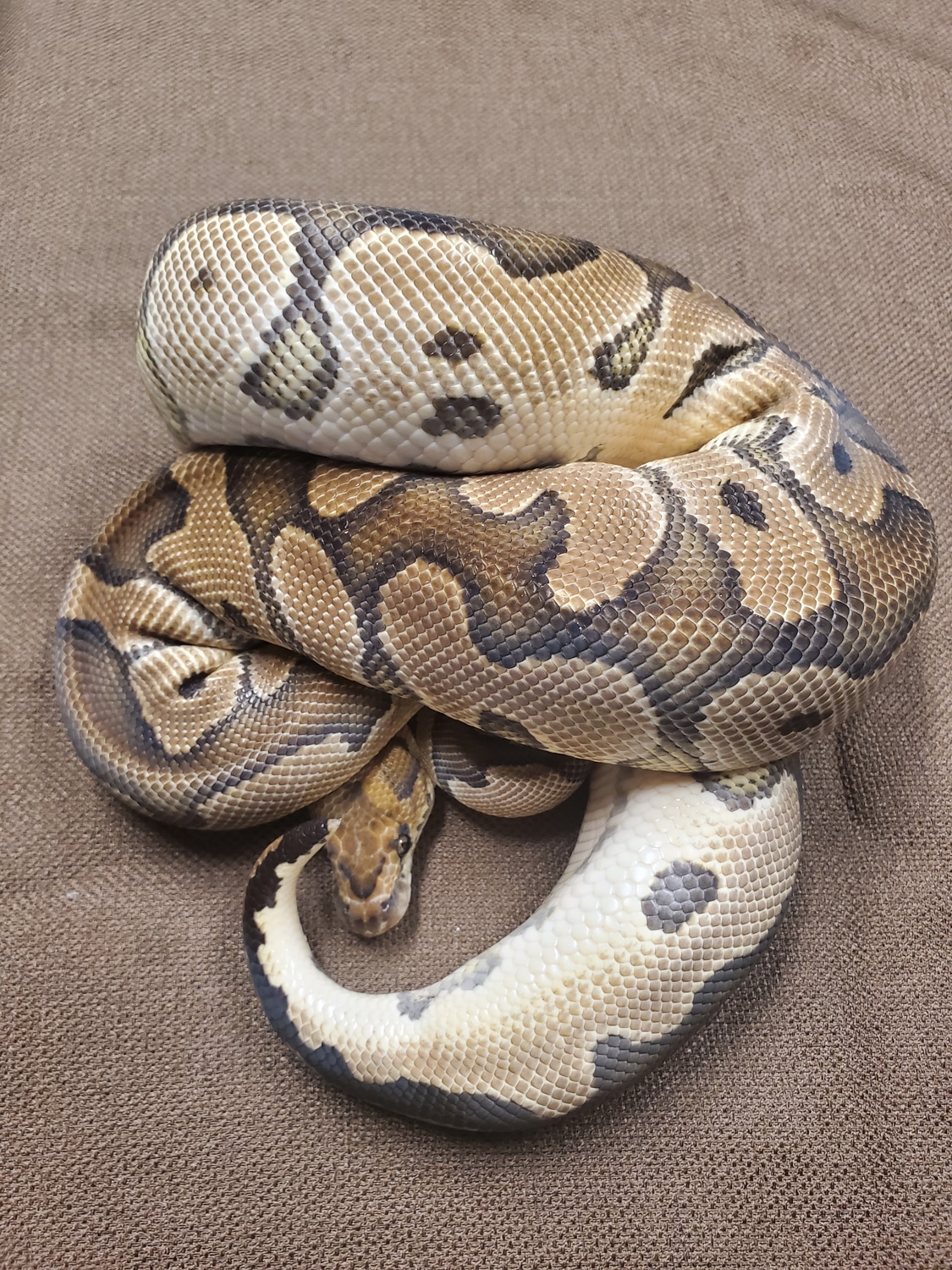 Chocolate Clown Ball Python by Tom Harbin Reptiles - MorphMarket