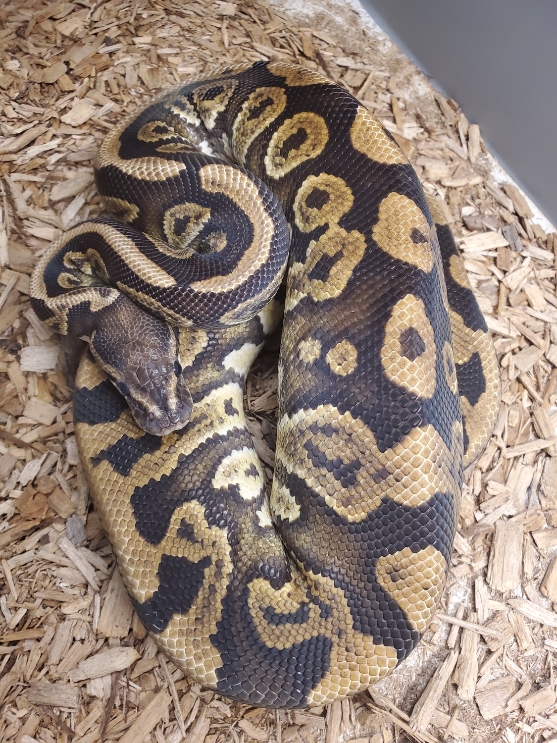 Black Acid Het Clown Ball Python by Tom Harbin Reptiles - MorphMarket