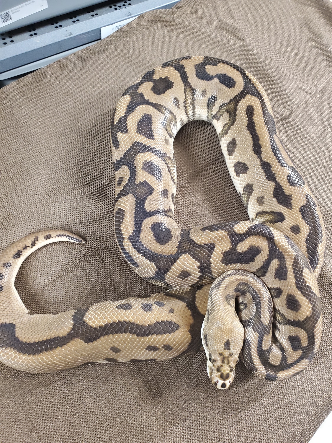 Batman Ball Python by Tom Harbin Reptiles - MorphMarket