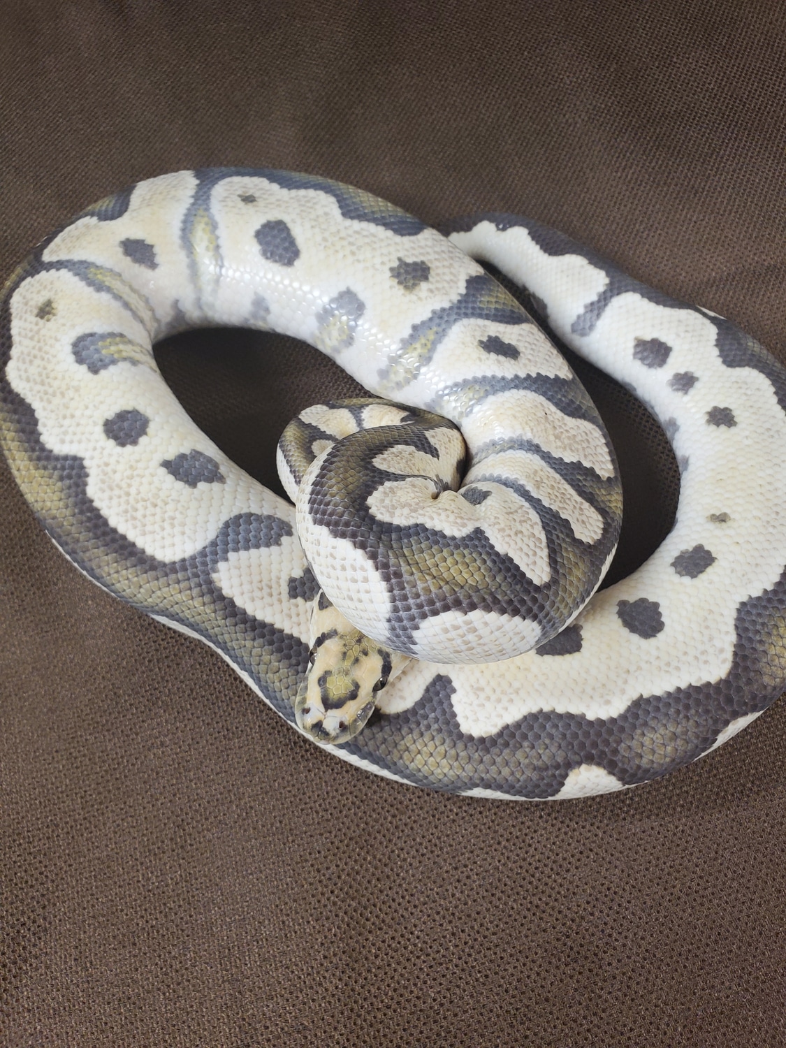 Desert Ghost Clown Ball Python by Tom Harbin Reptiles - MorphMarket