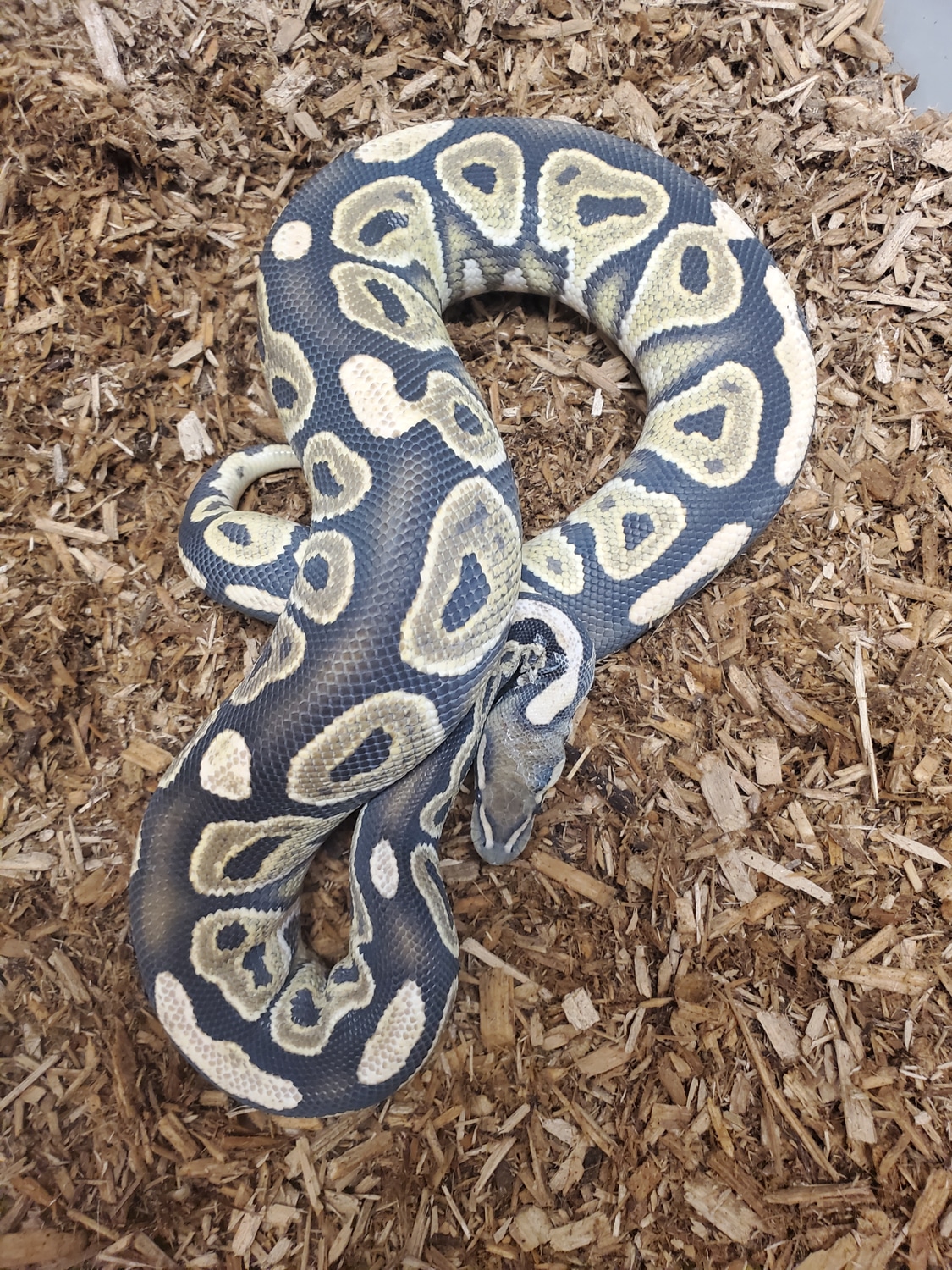 Black Pastel DG PH Monarch Ball Python by Tom Harbin Reptiles - MorphMarket