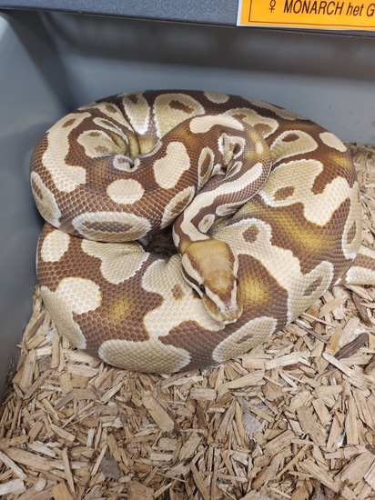 Monarch Het GS #3 Ball Python by Tom Harbin Reptiles