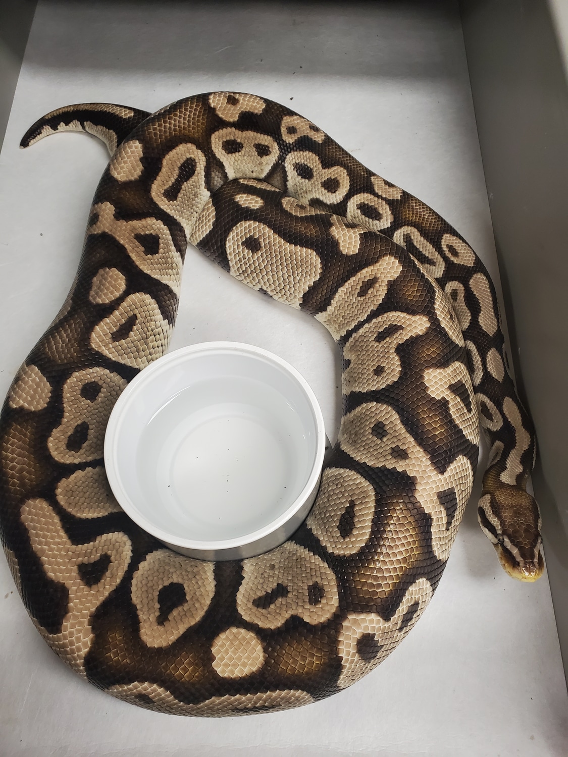 Pastel DH Monarch GS Ball Python by Tom Harbin Reptiles - MorphMarket